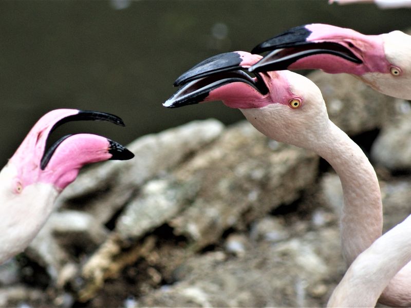 Flamingo Chat | Smithsonian Photo Contest | Smithsonian Magazine