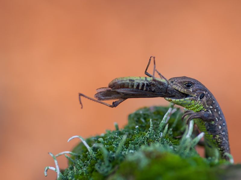 Hunting lizard | Smithsonian Photo Contest | Smithsonian Magazine