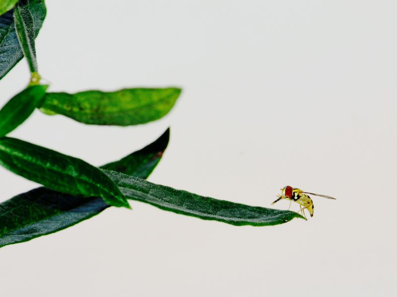 Perdita minima bee | Smithsonian Photo Contest | Smithsonian Magazine