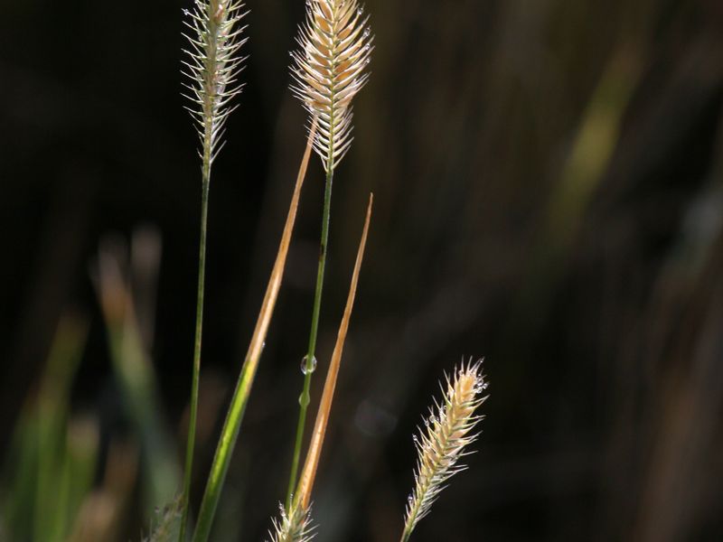 Mountain grass | Smithsonian Photo Contest | Smithsonian Magazine