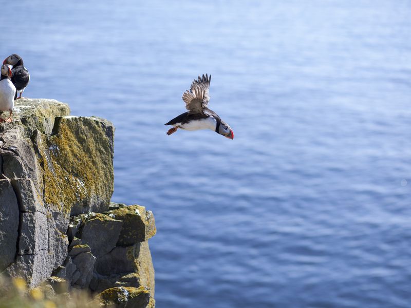 Puffin in Flight | Smithsonian Photo Contest | Smithsonian Magazine