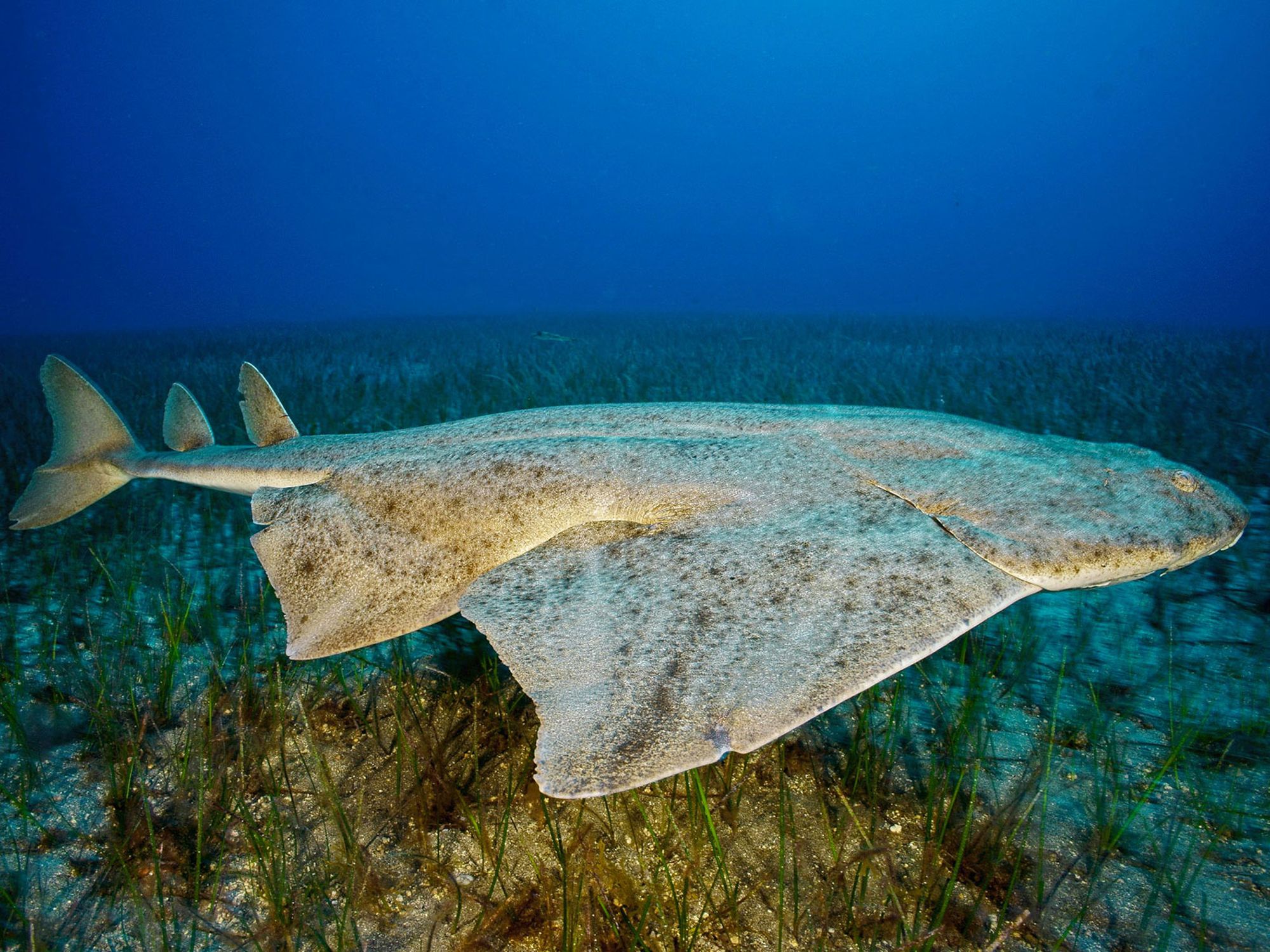 This Engineered Beach Is Good for Endangered Sharks and Tourists