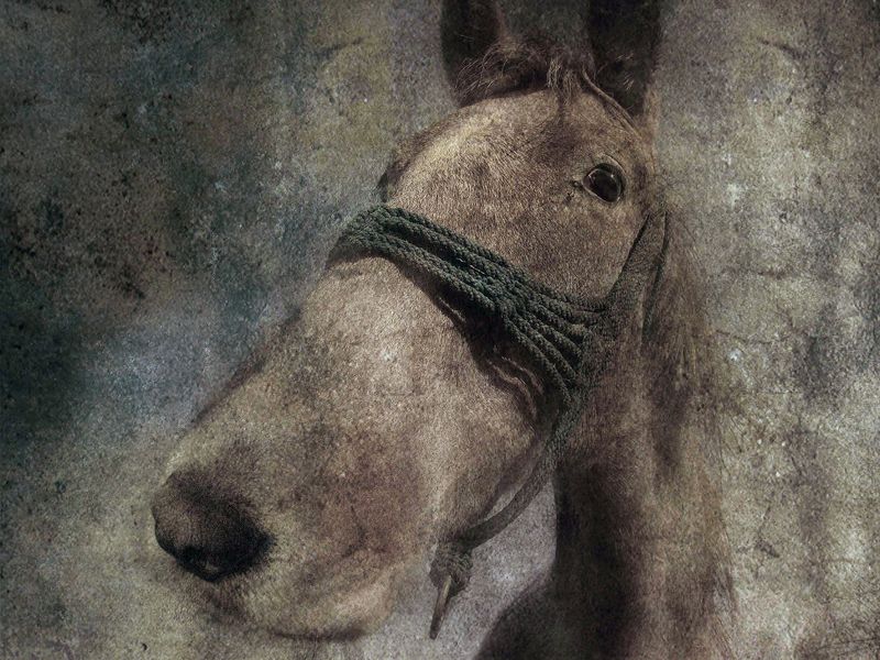 rhinarium | Smithsonian Photo Contest | Smithsonian Magazine