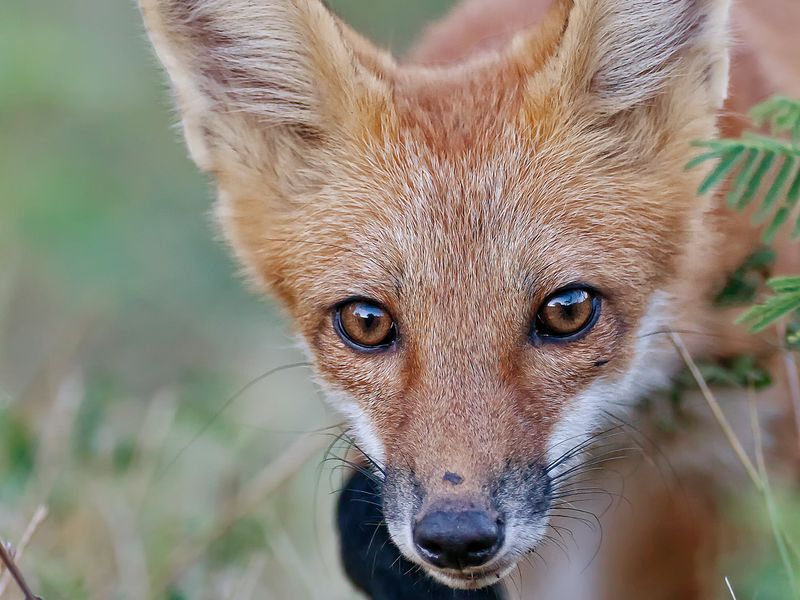 Young Red Fox stalking. | Smithsonian Photo Contest | Smithsonian Magazine