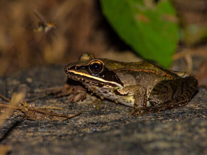 A frog with an insect by its head | Smithsonian Photo Contest ...