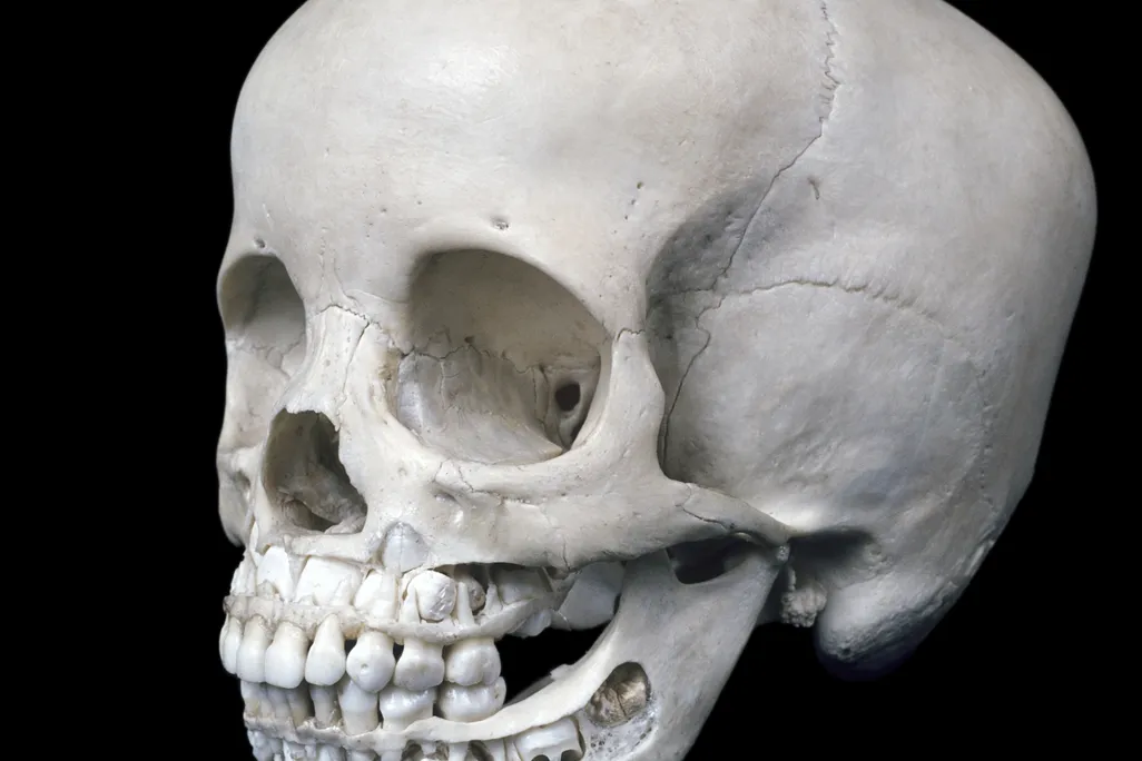skull ks2