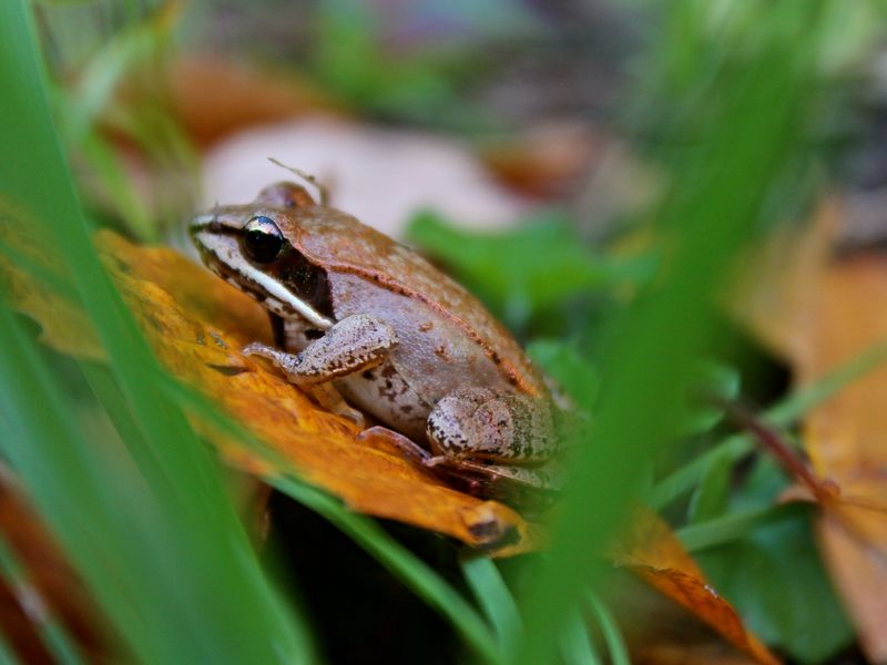 Tree Frog Hides Behind the Grass | Smithsonian Photo Contest ...