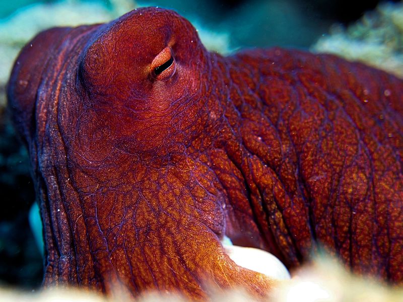 Hide and Seek with an Octopus | Smithsonian Photo Contest | Smithsonian ...