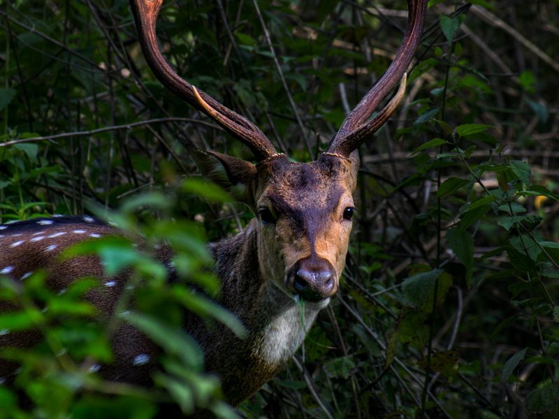 The Pride of Chita deer | Smithsonian Photo Contest | Smithsonian Magazine