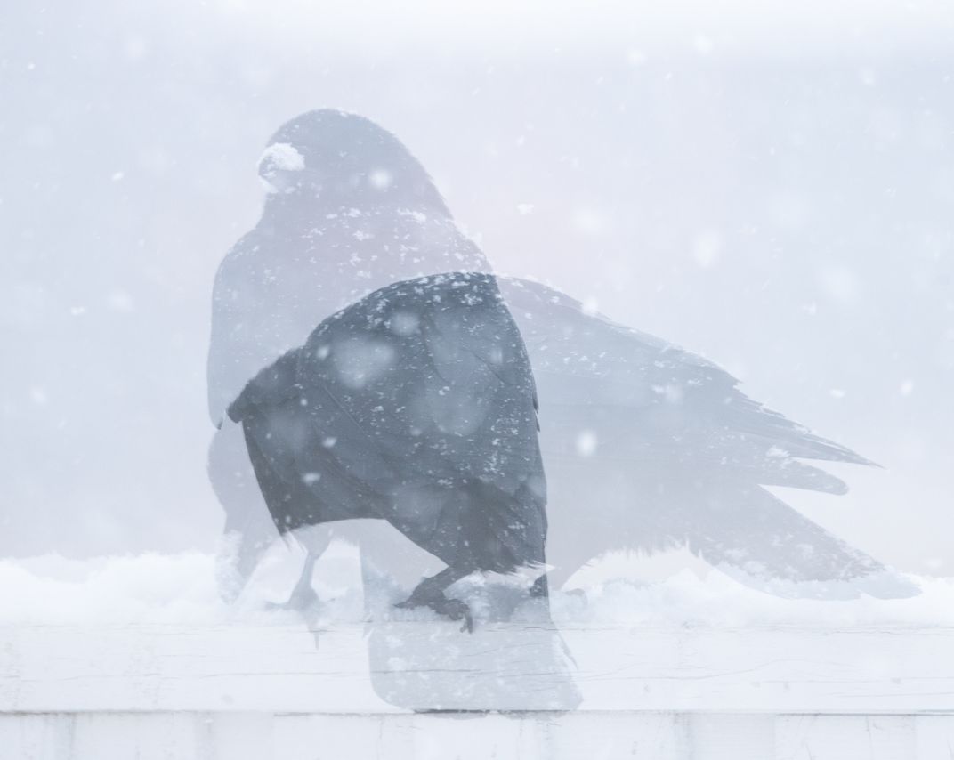 Crow In The Snow | Smithsonian Photo Contest | Smithsonian Magazine
