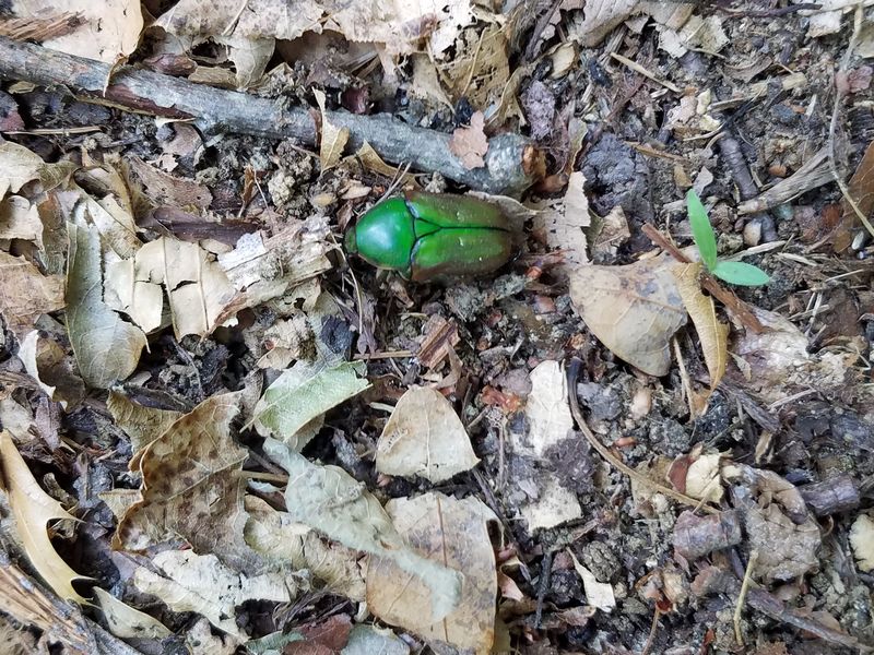 Little green beetle. | Smithsonian Photo Contest | Smithsonian Magazine