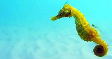 cool seahorses