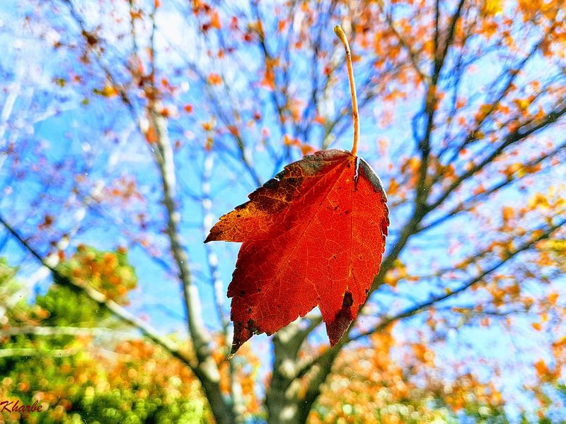 FALLing Leaf | Smithsonian Photo Contest | Smithsonian Magazine