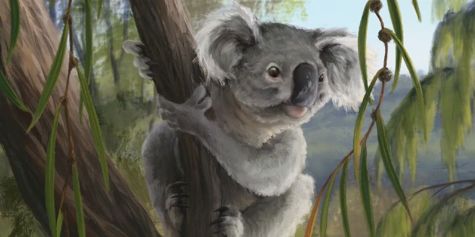 A Dimpled Koala Fossil Found in a Cave in Western Australia Revealed ...