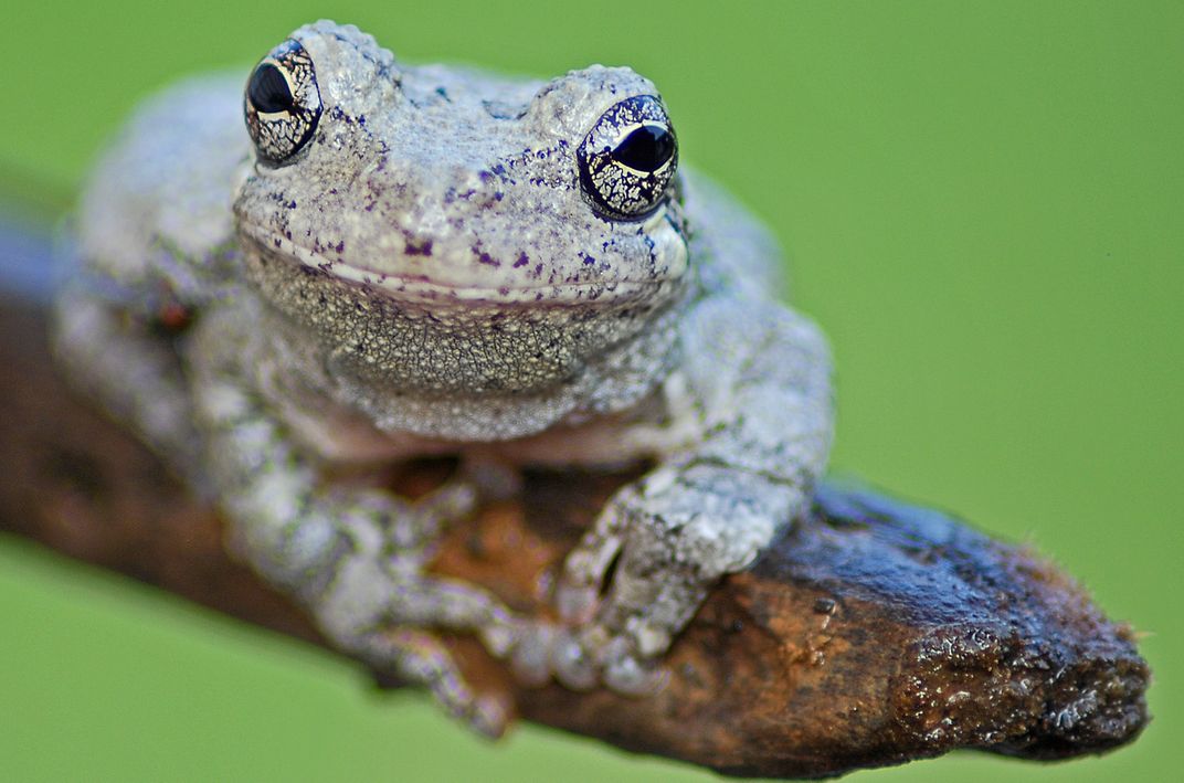 Resting toad in rural Kentucky. Found near water on a warm day in ...