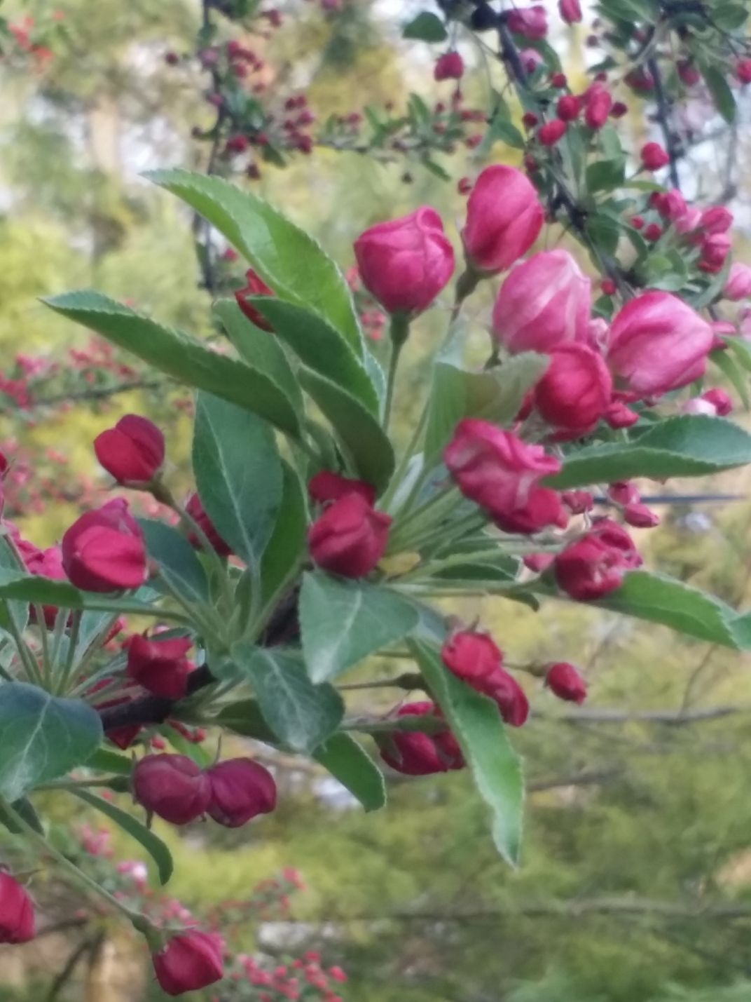 Bird Feeding Tree | Smithsonian Photo Contest | Smithsonian Magazine