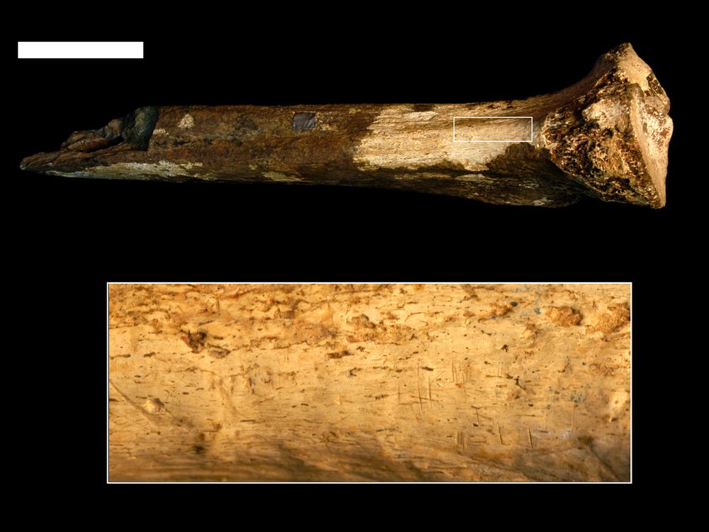 Our Human Relatives Butchered and Ate Each Other 1.45 Million Years Ago