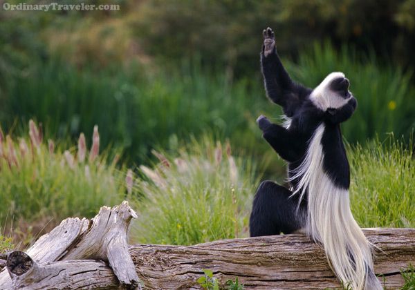 Praying to the Monkey Gods | Smithsonian Photo Contest | Smithsonian ...