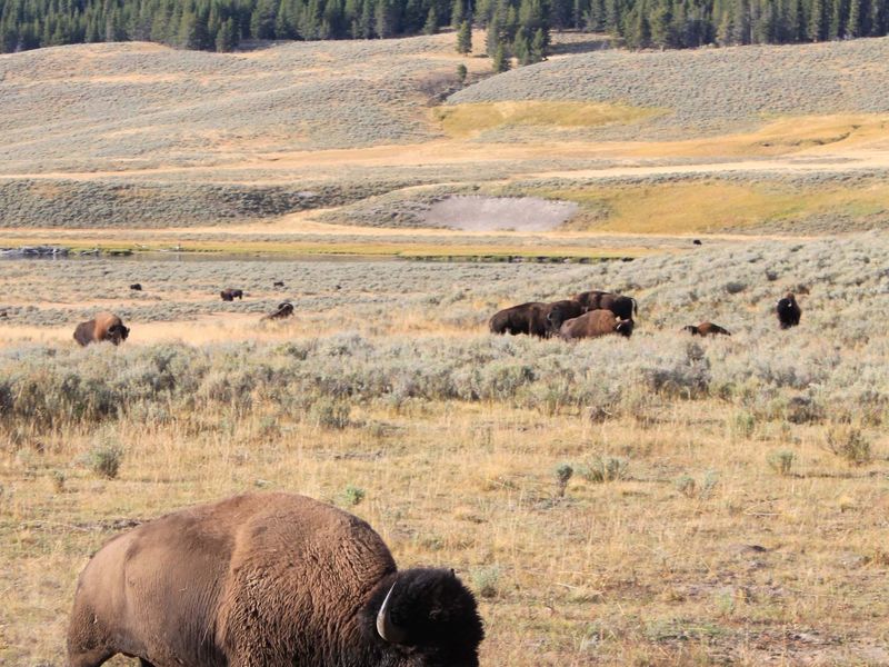 Buffalo in Yellowstone National Park | Smithsonian Photo Contest ...