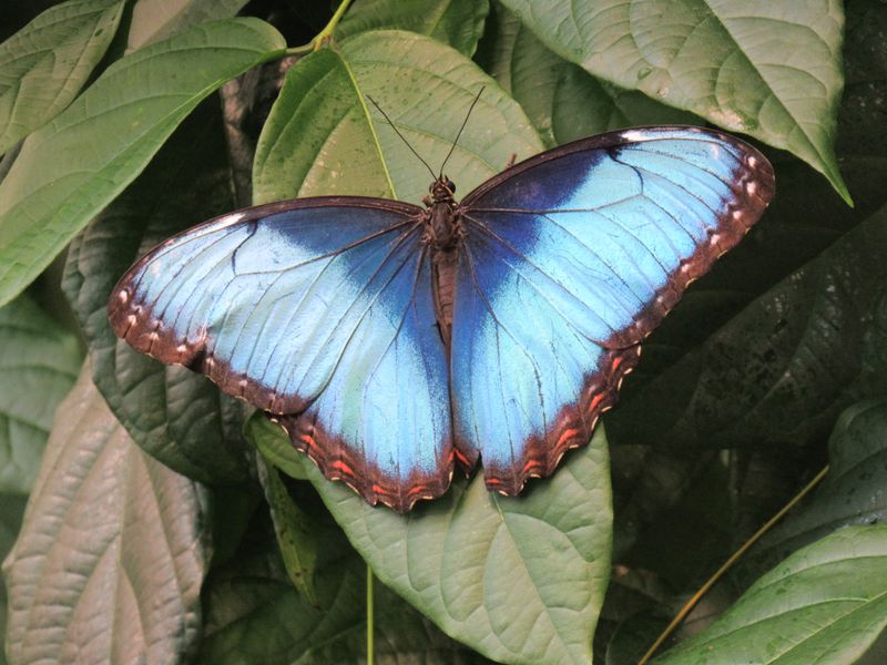 Blue Morpho butterfly | Smithsonian Photo Contest | Smithsonian Magazine