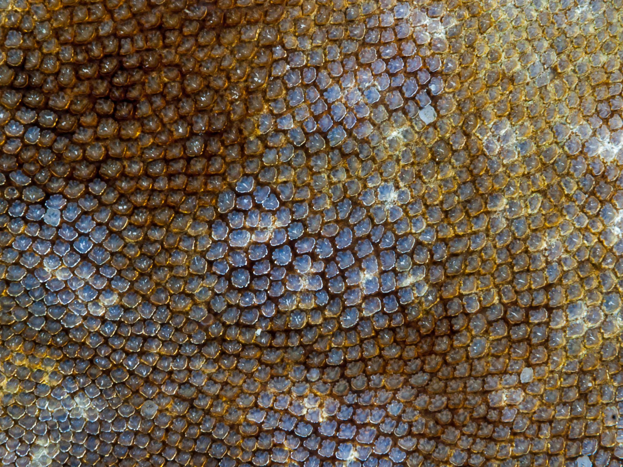 Shark Skin-Inspired Materials Have a Long Way to Go Before They Work ...