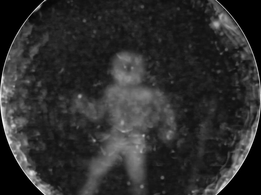 This Is How Dolphins 'See' Humans With Echolocation