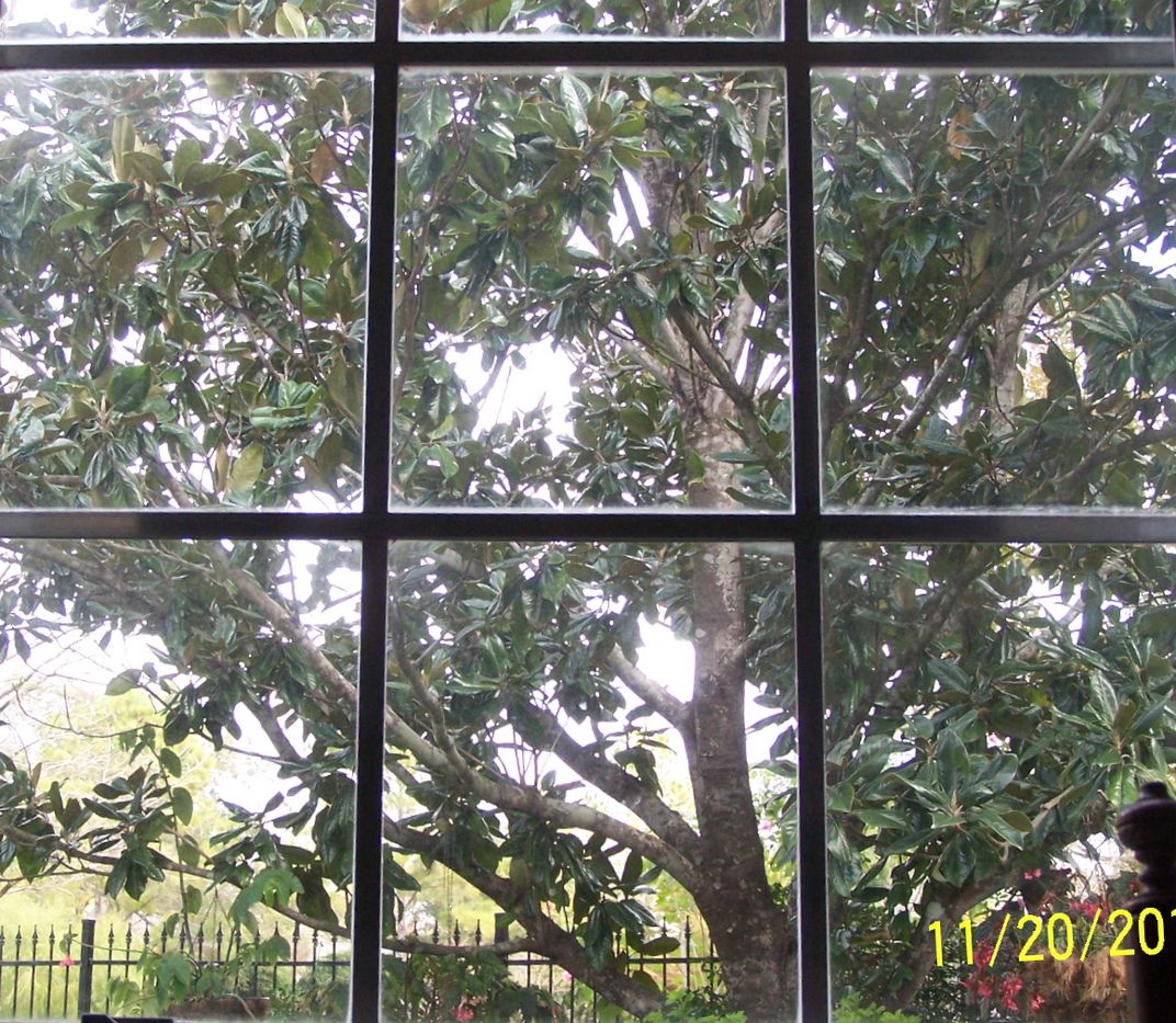 TOOK THIS PICTURE AT A FRIENDS HOME OF HER MAGNOLIA TREE DURING AN ART ...
