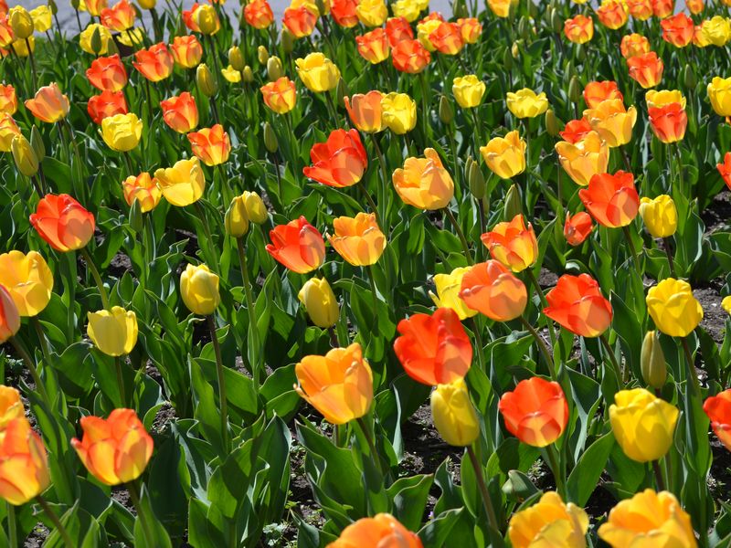 The land of tulips | Smithsonian Photo Contest | Smithsonian Magazine