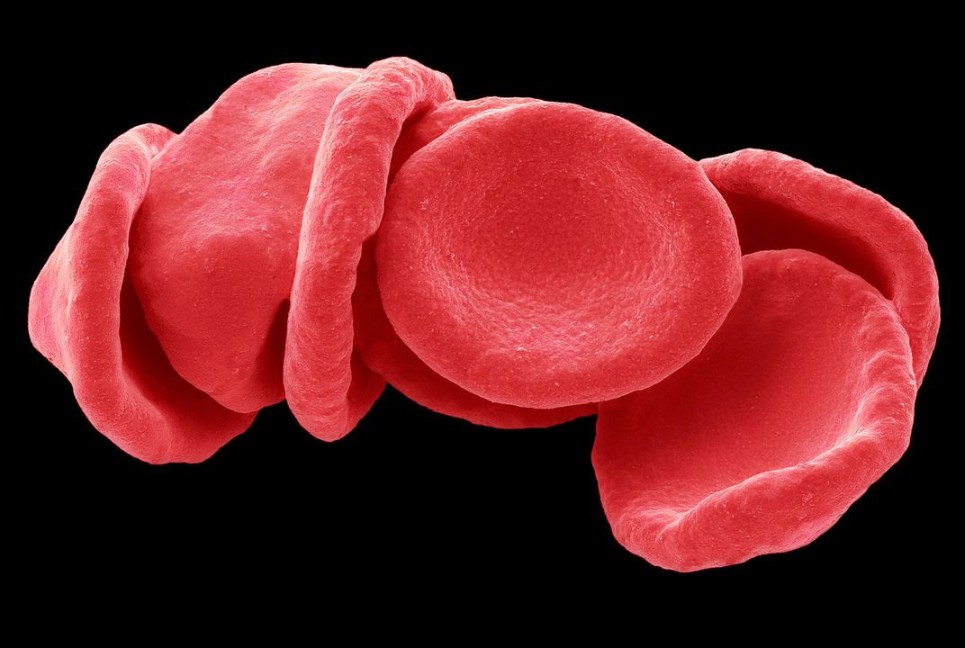 Microscopic Images Of Blood