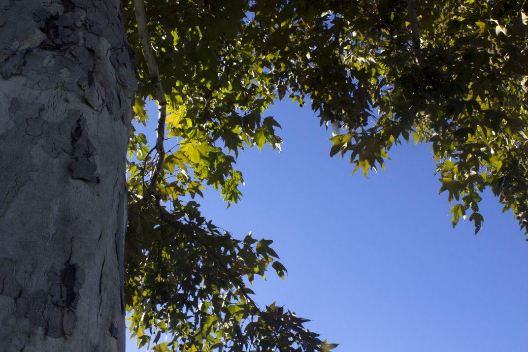 Tiny Spider climbing tall tree | Smithsonian Photo Contest ...