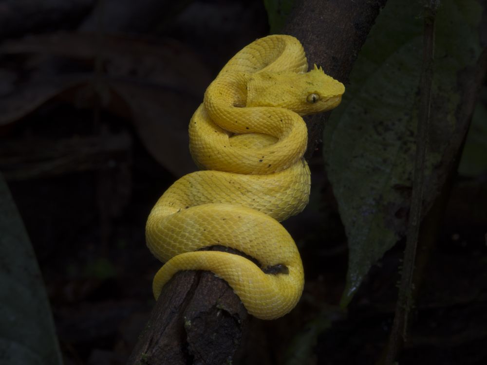 Yellow-eyelashed viper | Smithsonian Photo Contest | Smithsonian Magazine