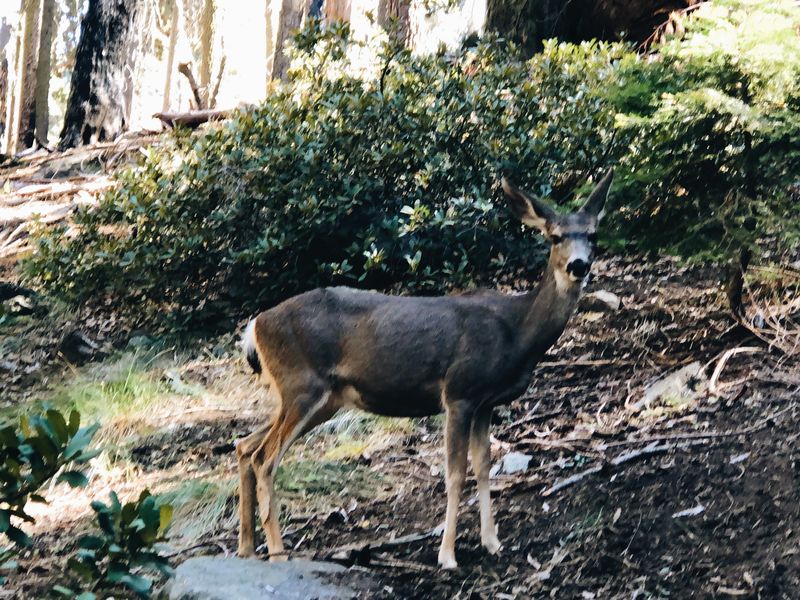 The surprised deer | Smithsonian Photo Contest | Smithsonian Magazine