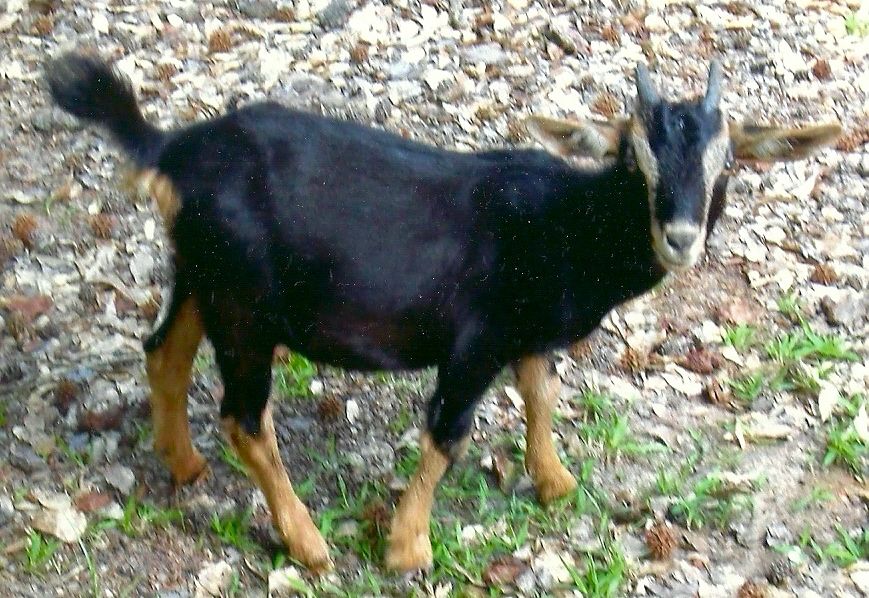 My goat named Pumpkin posing for the camera. | Smithsonian Photo ...