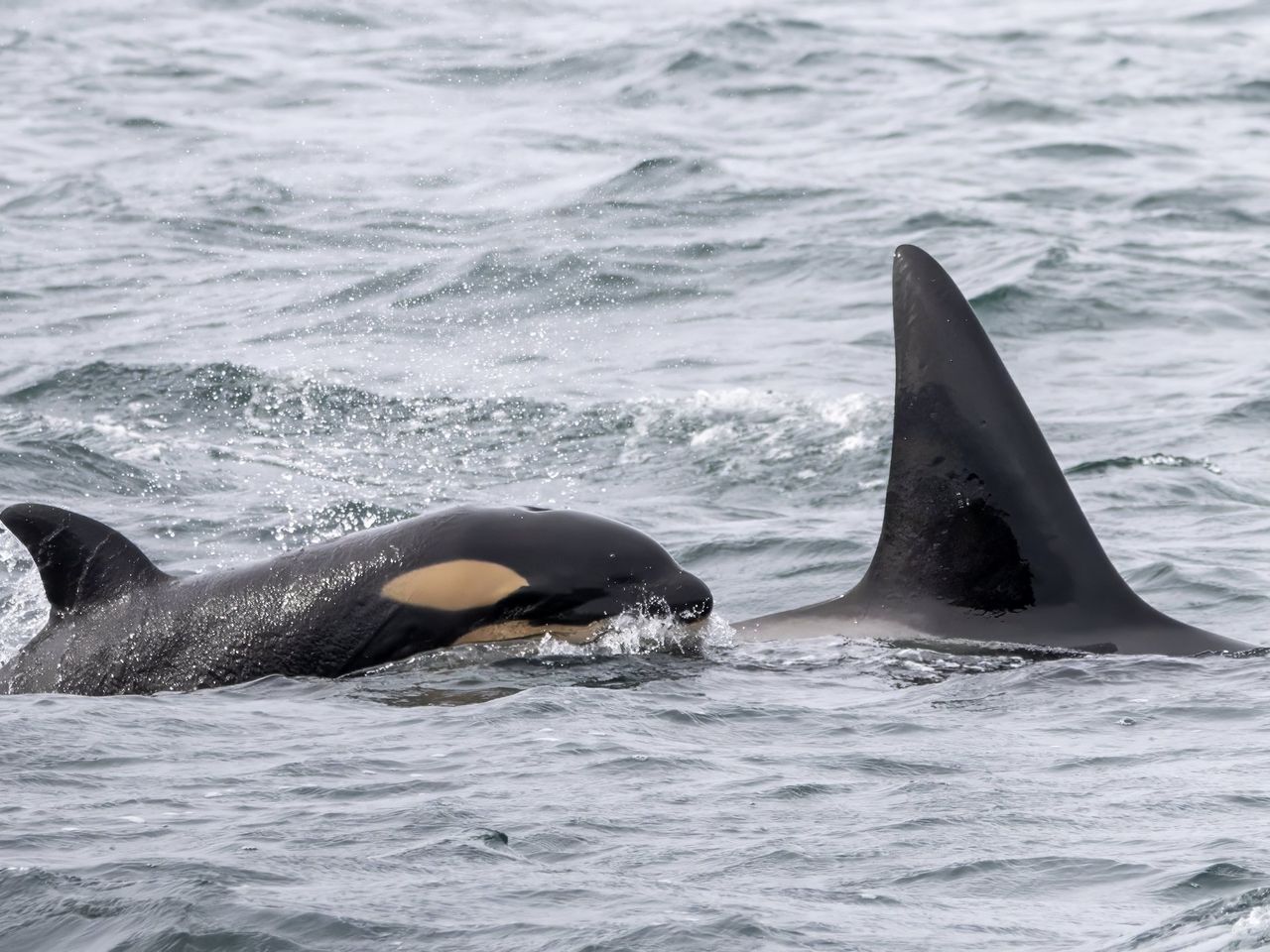 orca whale coloring pages in water