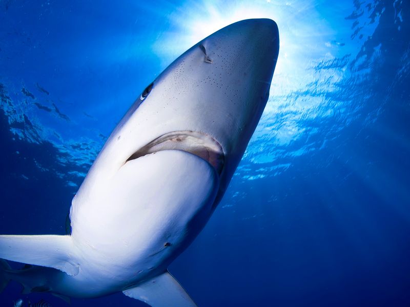 blue shark in the sun | Smithsonian Photo Contest | Smithsonian Magazine