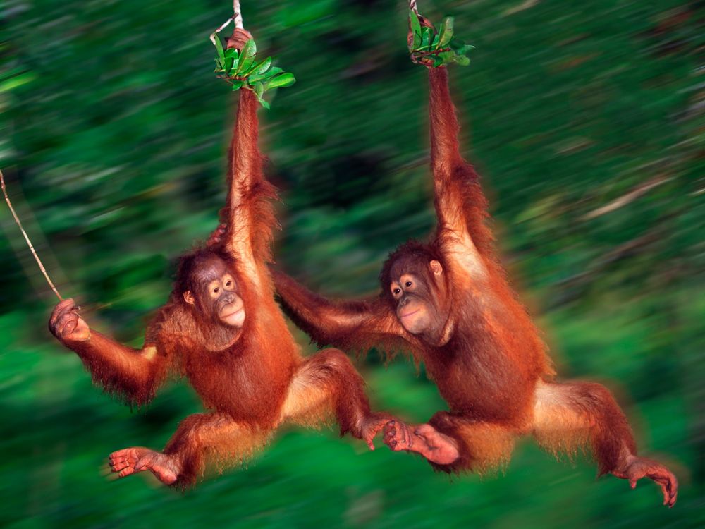 One Orangutan Has Learned to Sound Just Like Us
