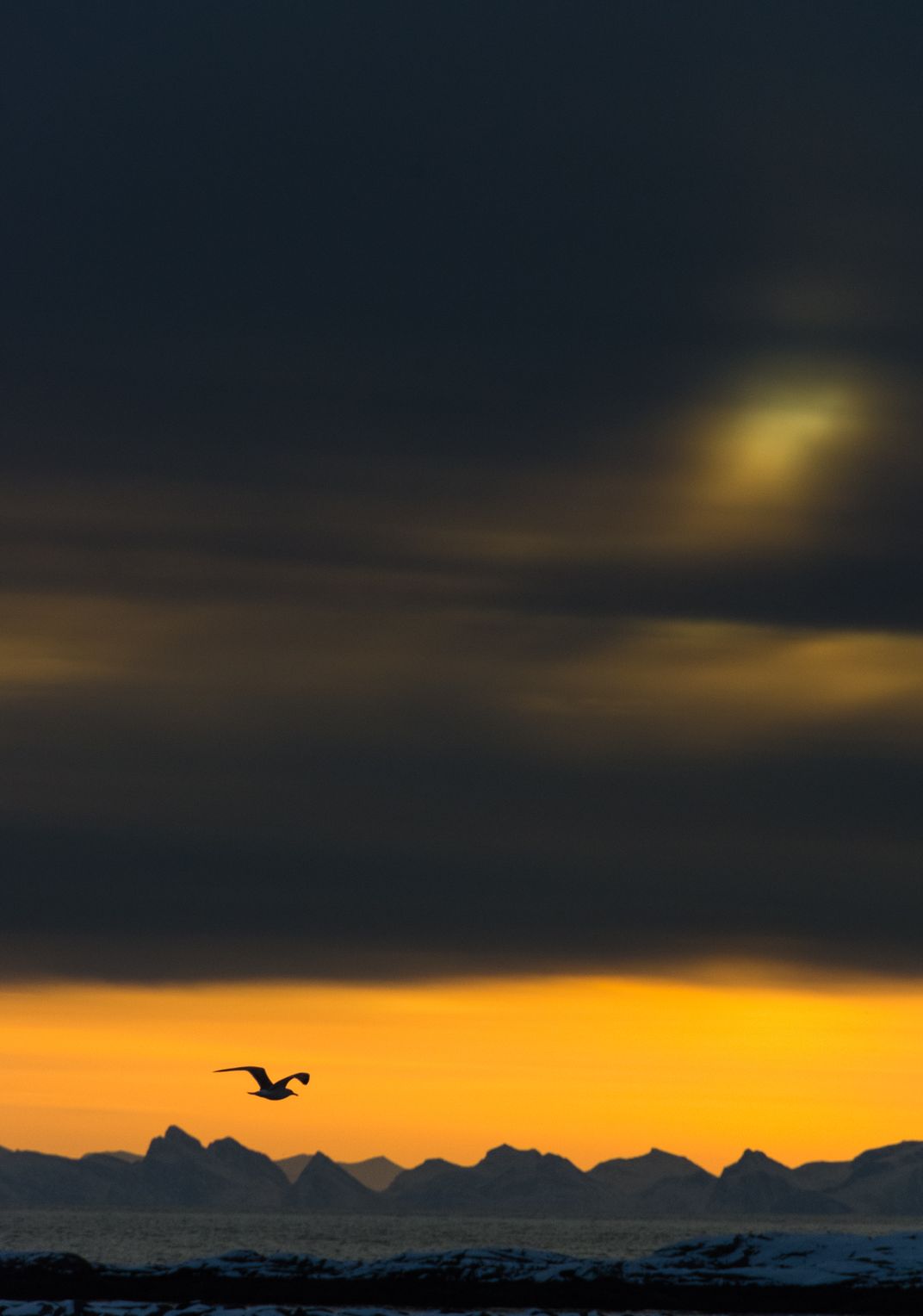 Sunrise with mountain and bird | Smithsonian Photo Contest ...