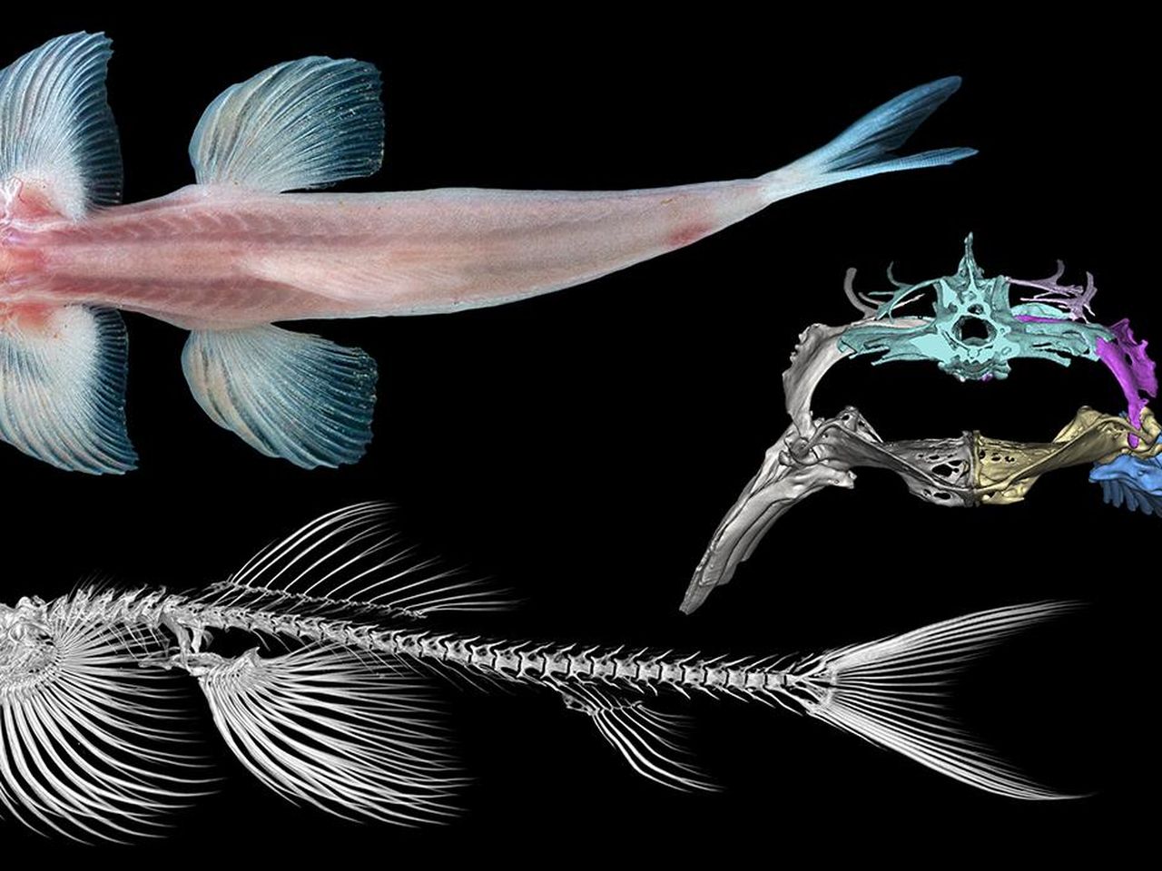 cryptobenthic fish