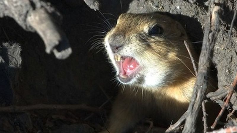 Ground Squirrel Teeth