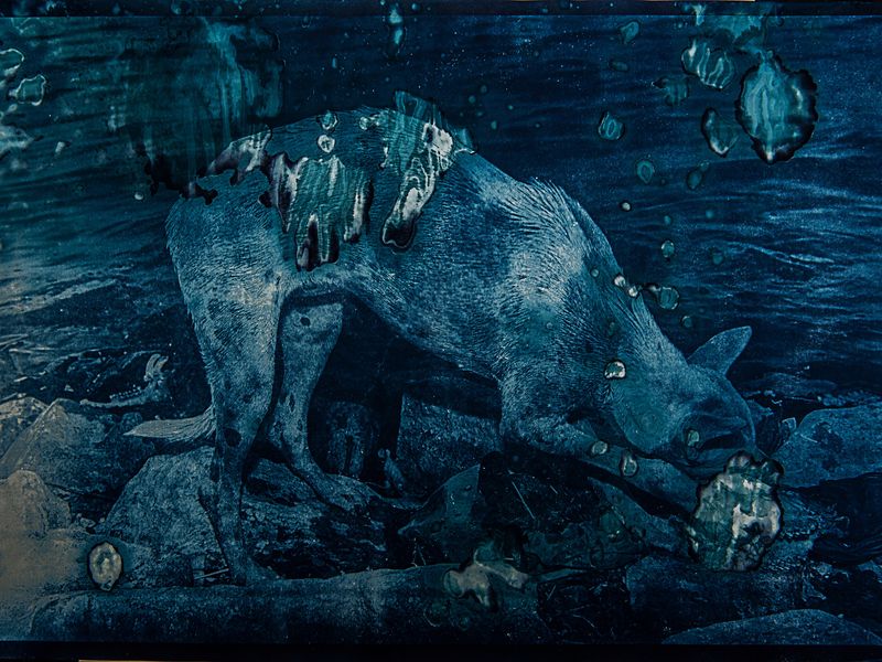 A dog chews a carcass | Smithsonian Photo Contest | Smithsonian Magazine