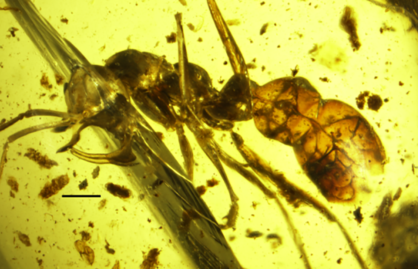 Researchers Find 98-Million-Year-Old Horned Vampire Ant Encased in Amber