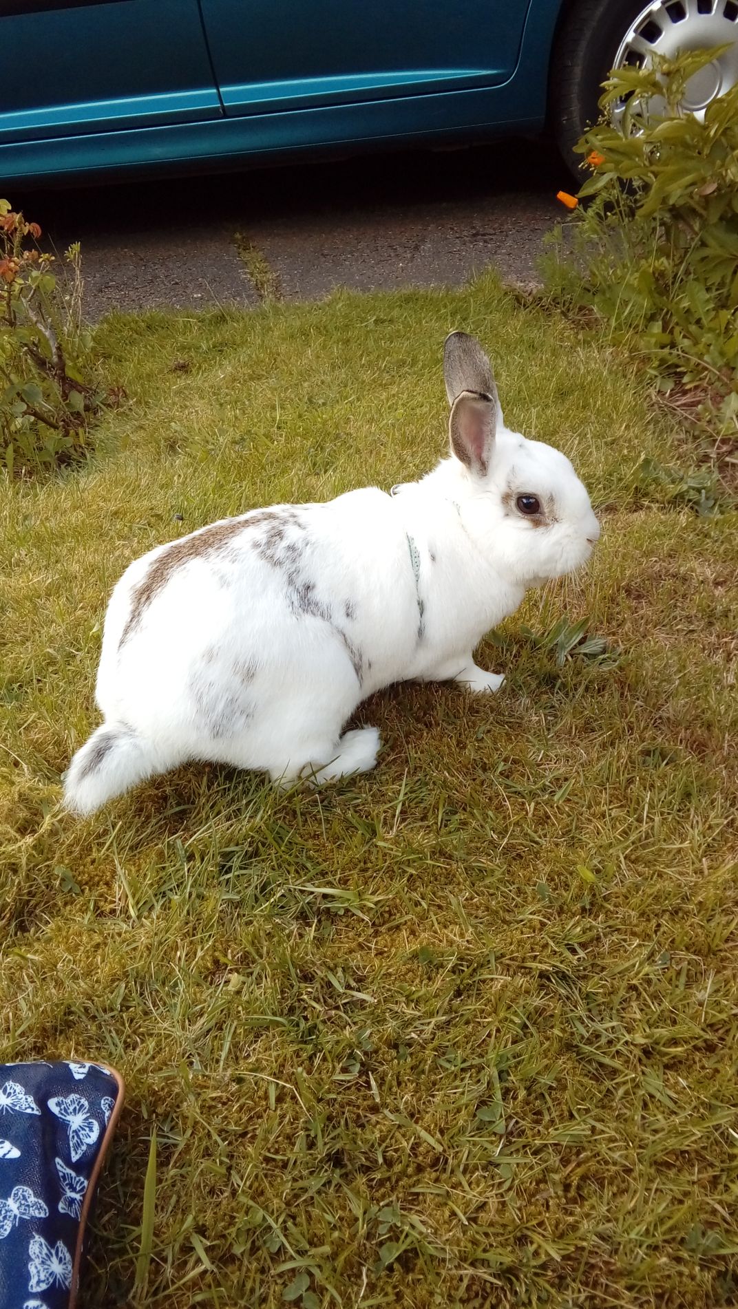 My rabbit in the garden | Smithsonian Photo Contest | Smithsonian Magazine