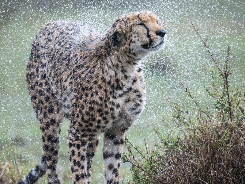 Cheetah shakes off the rain | Smithsonian Photo Contest | Smithsonian ...