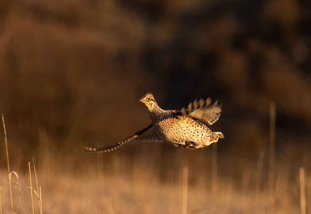 Sharp-tailed grouse flying into the light | Smithsonian Photo Contest ...