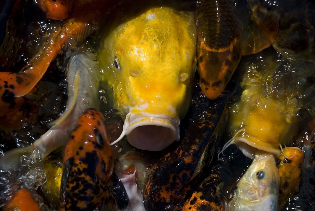 Confetti colored carp (Koi) in a feed frenzy. | Smithsonian Photo ...