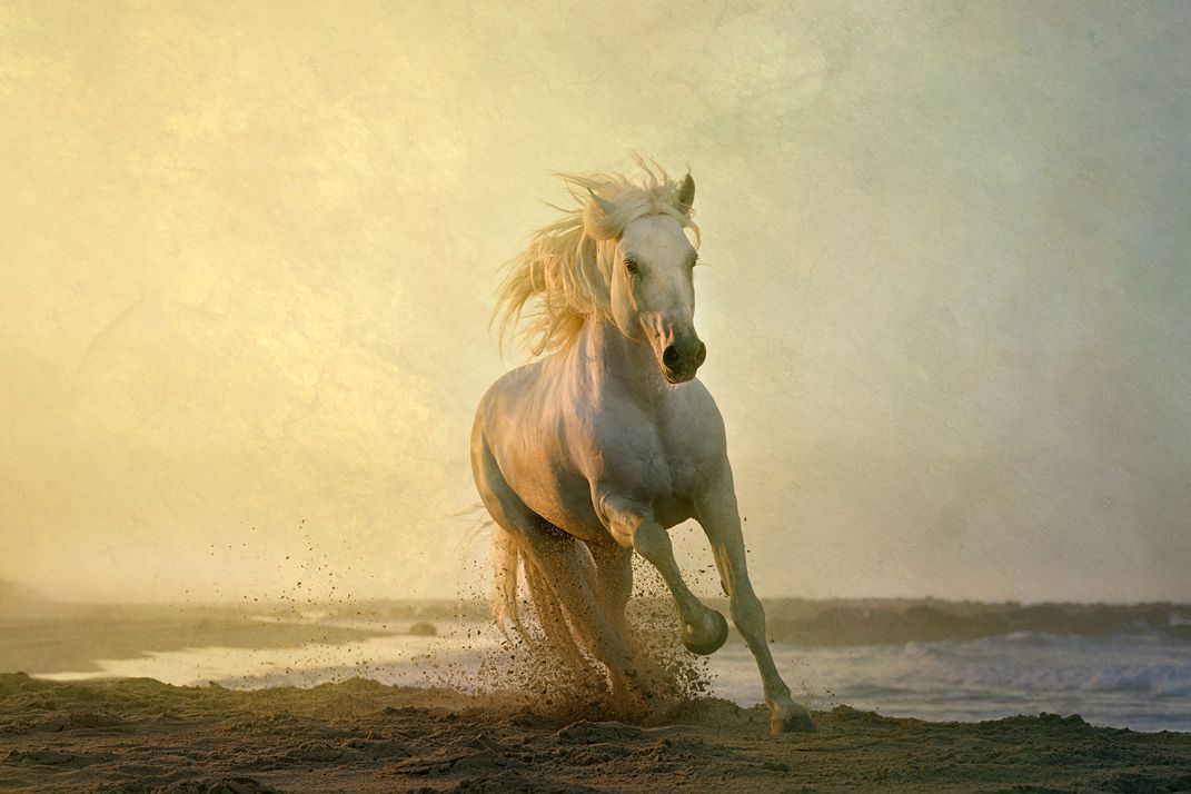 White Stallion on the Beach | Smithsonian Photo Contest | Smithsonian ...