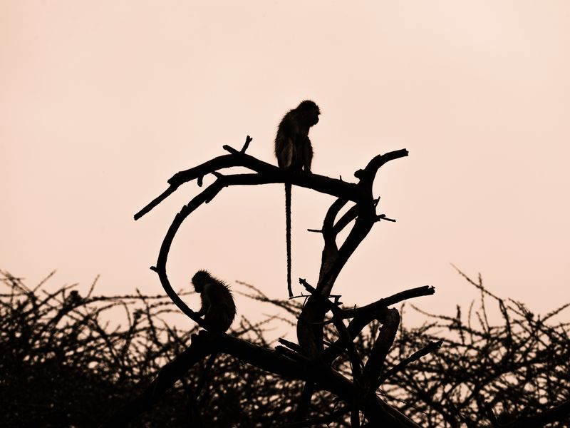 Shadow monkeys | Smithsonian Photo Contest | Smithsonian Magazine