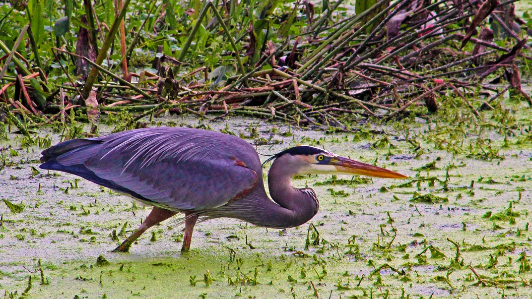 The Great Blue Stalks His Dinner | Smithsonian Photo Contest ...
