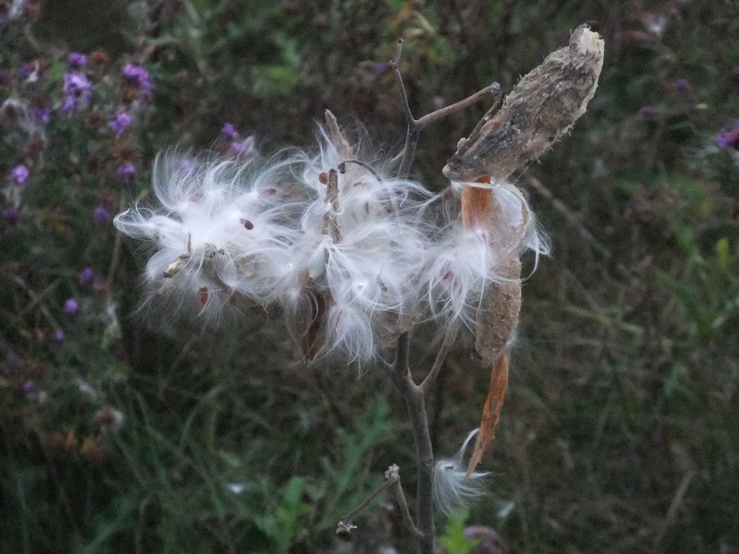 milk weed seeds ready to fly | Smithsonian Photo Contest | Smithsonian ...