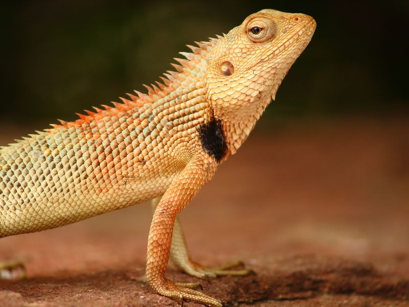 Looking into the eye of a lizard | Smithsonian Photo Contest ...